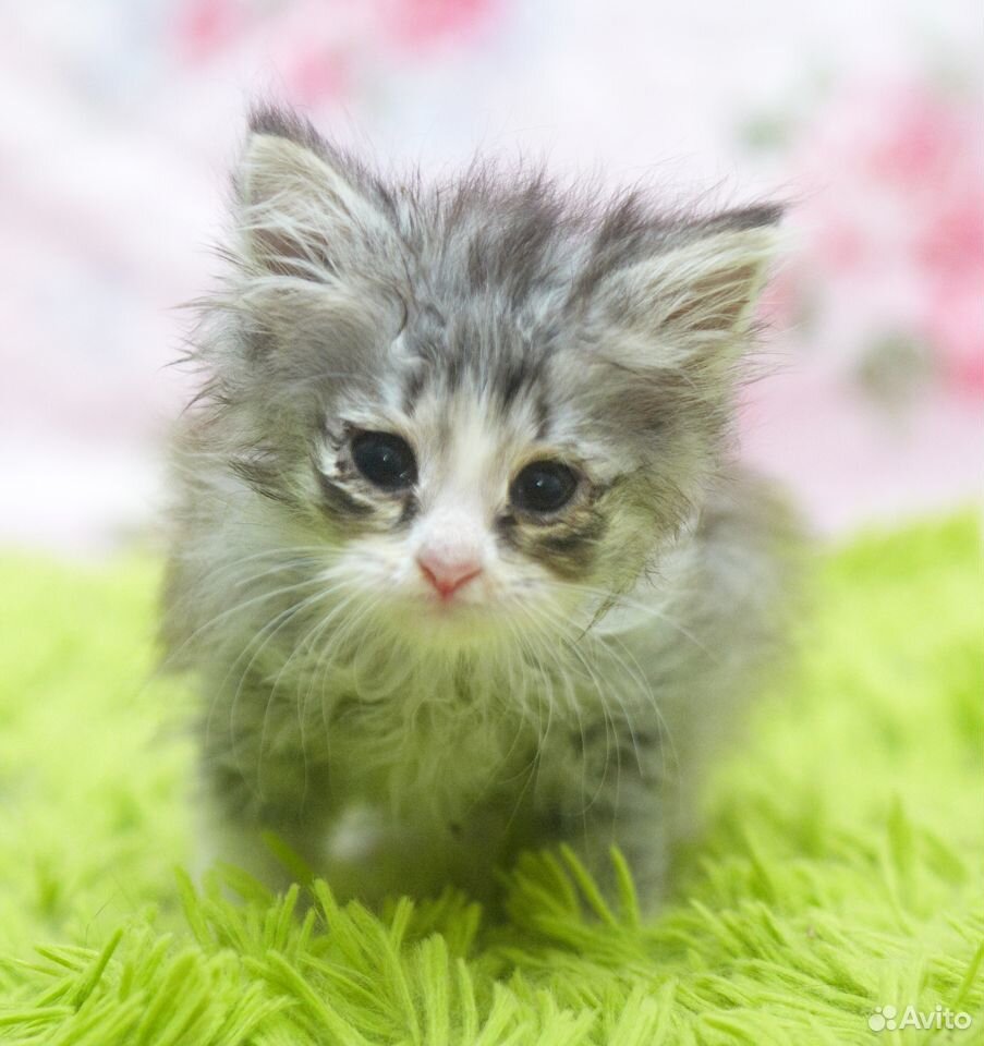 Девочка Маффи