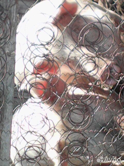 Хряк,свиньи