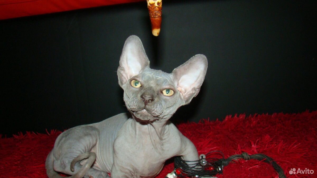 Кот короткие лапки