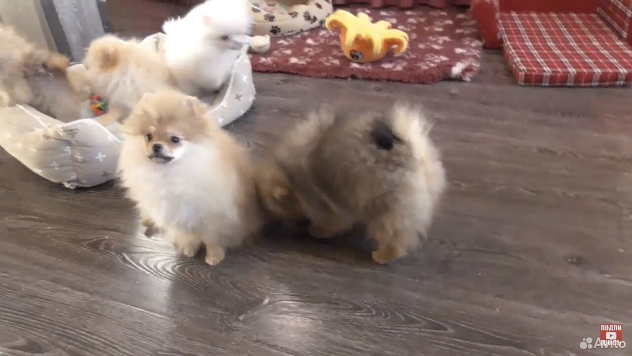 Мини шпиц щенки