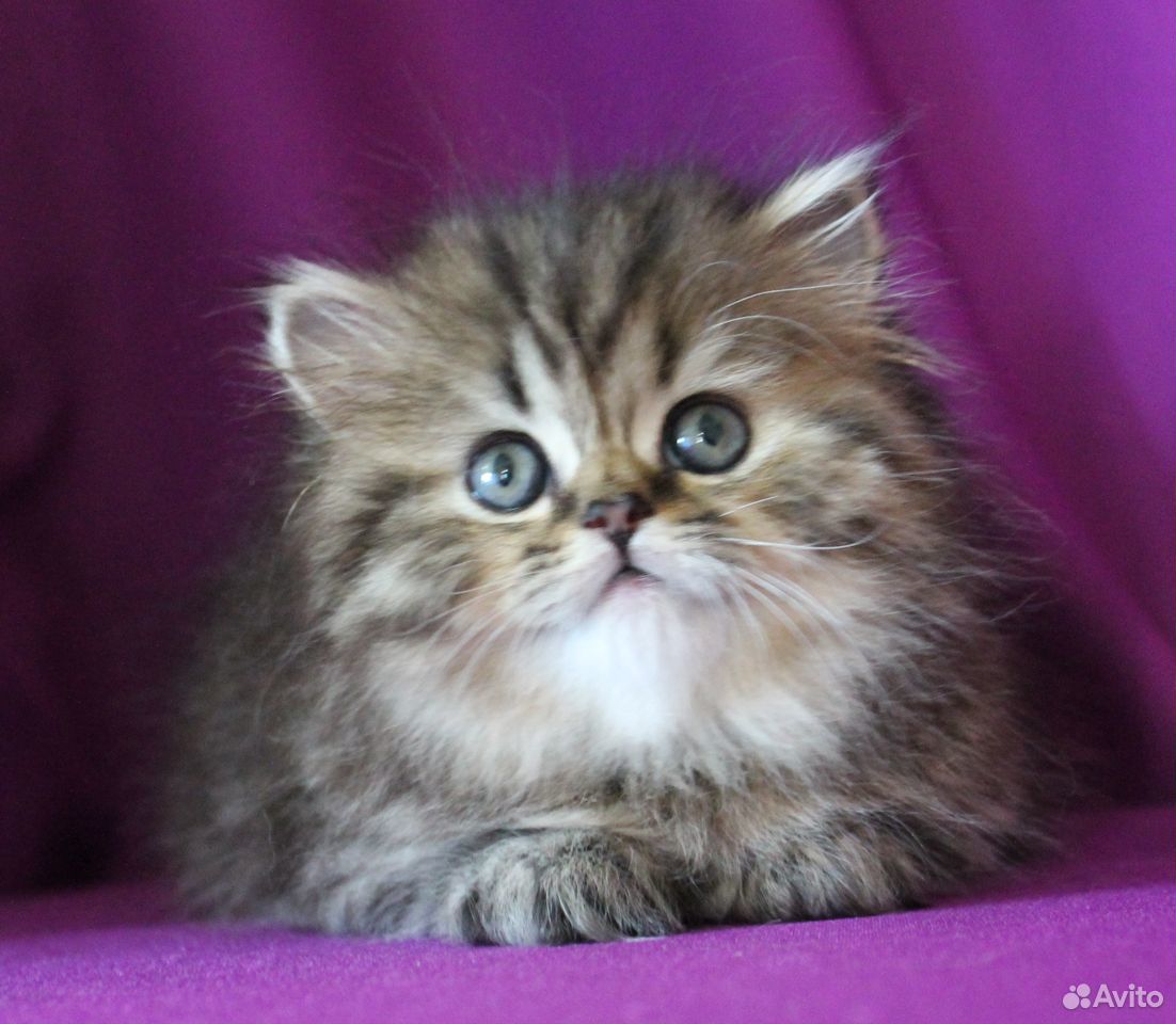 Хайленд страйт очаровательная малышка