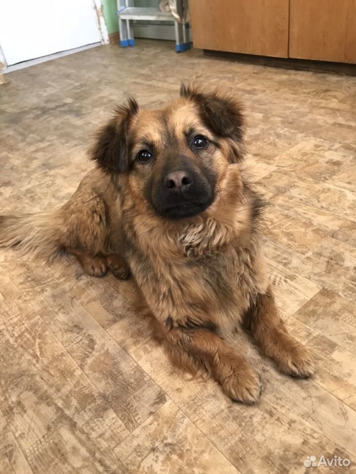 Собака на спине валяка