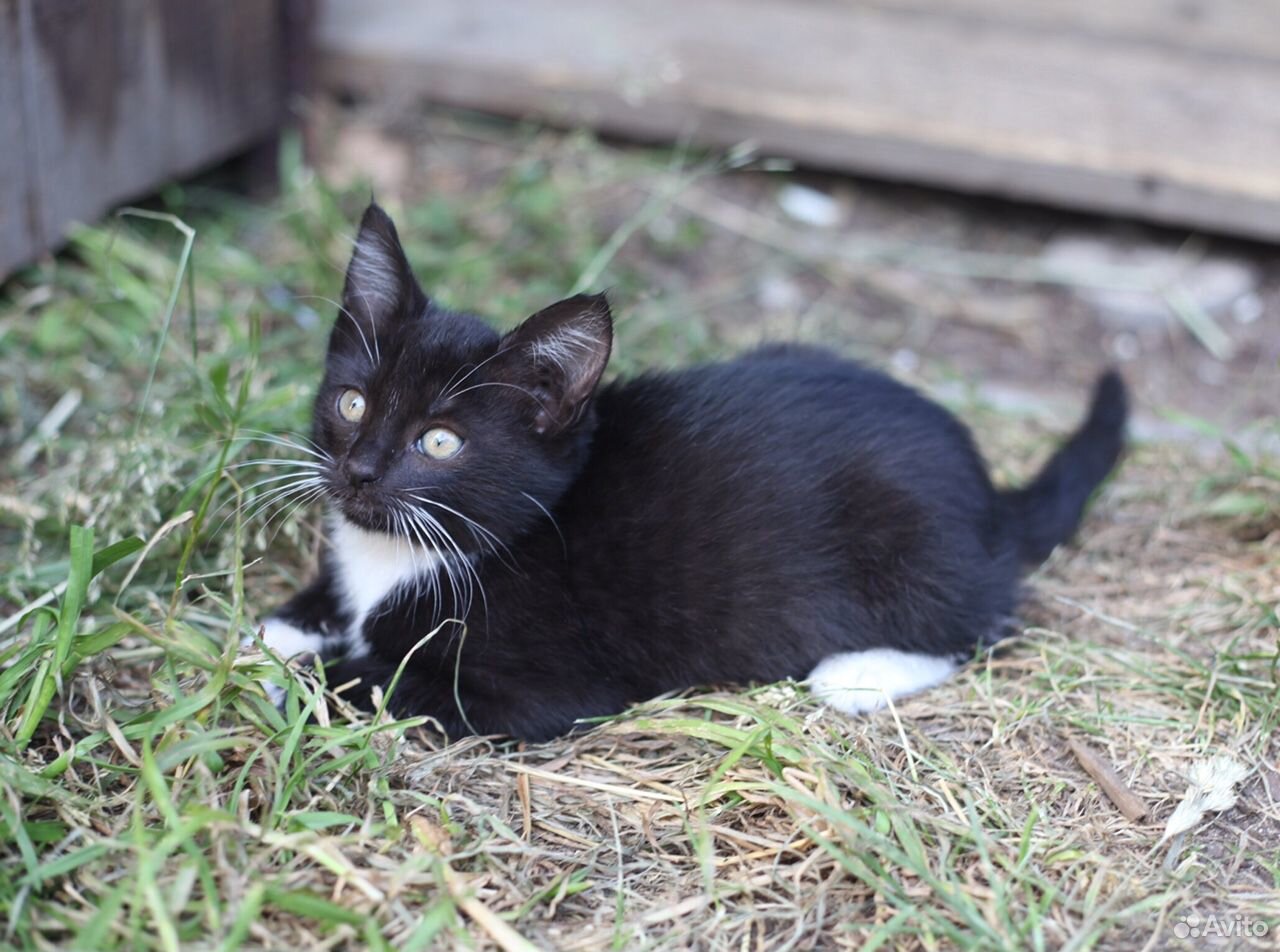 Котёнок-девочка Мурочка