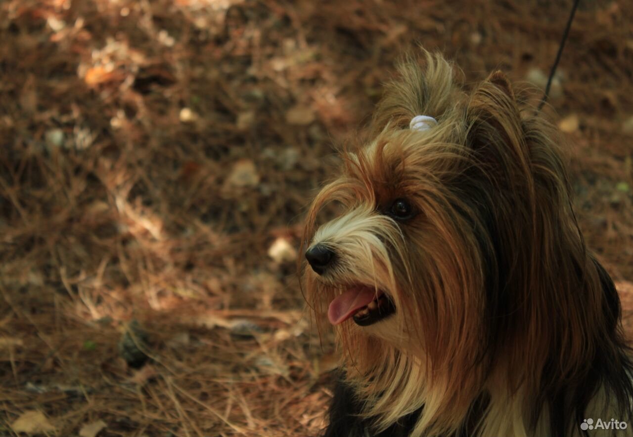 Бивер йорк ищет жениха