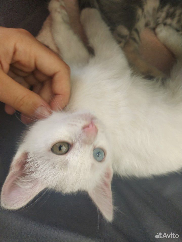 Котята девочки: разноглазая и дымчатая