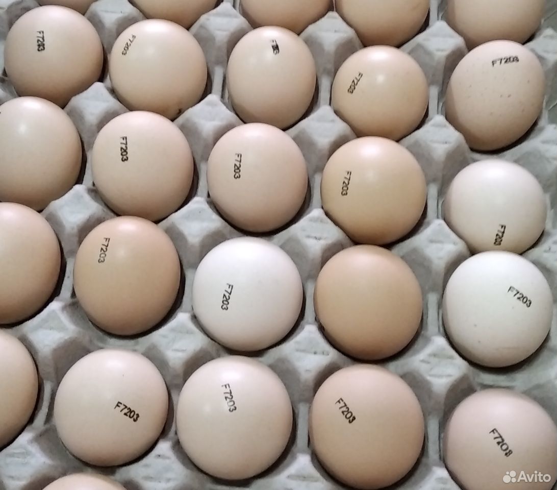 Инкубационное яйцо Европа, Россия, Беларусь