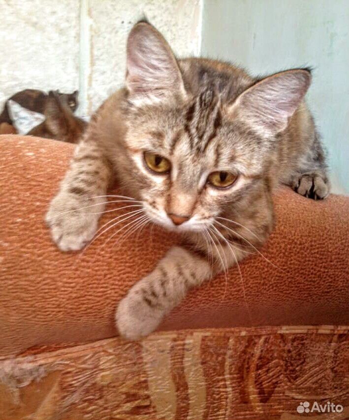 Скромная кошка Феня