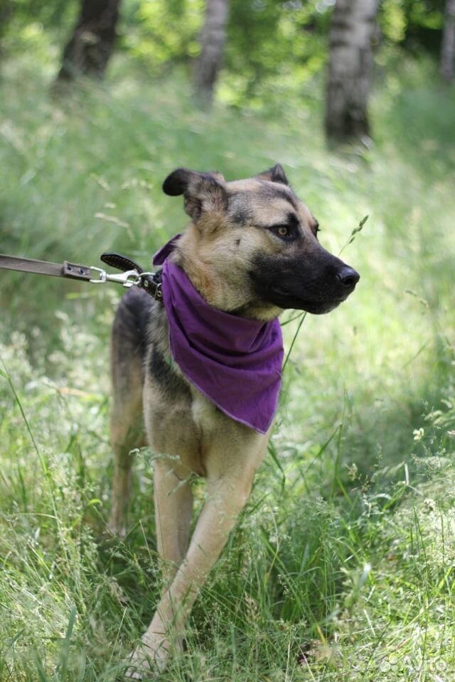 Отдам в хорошие руки, золотоглазый Твикс