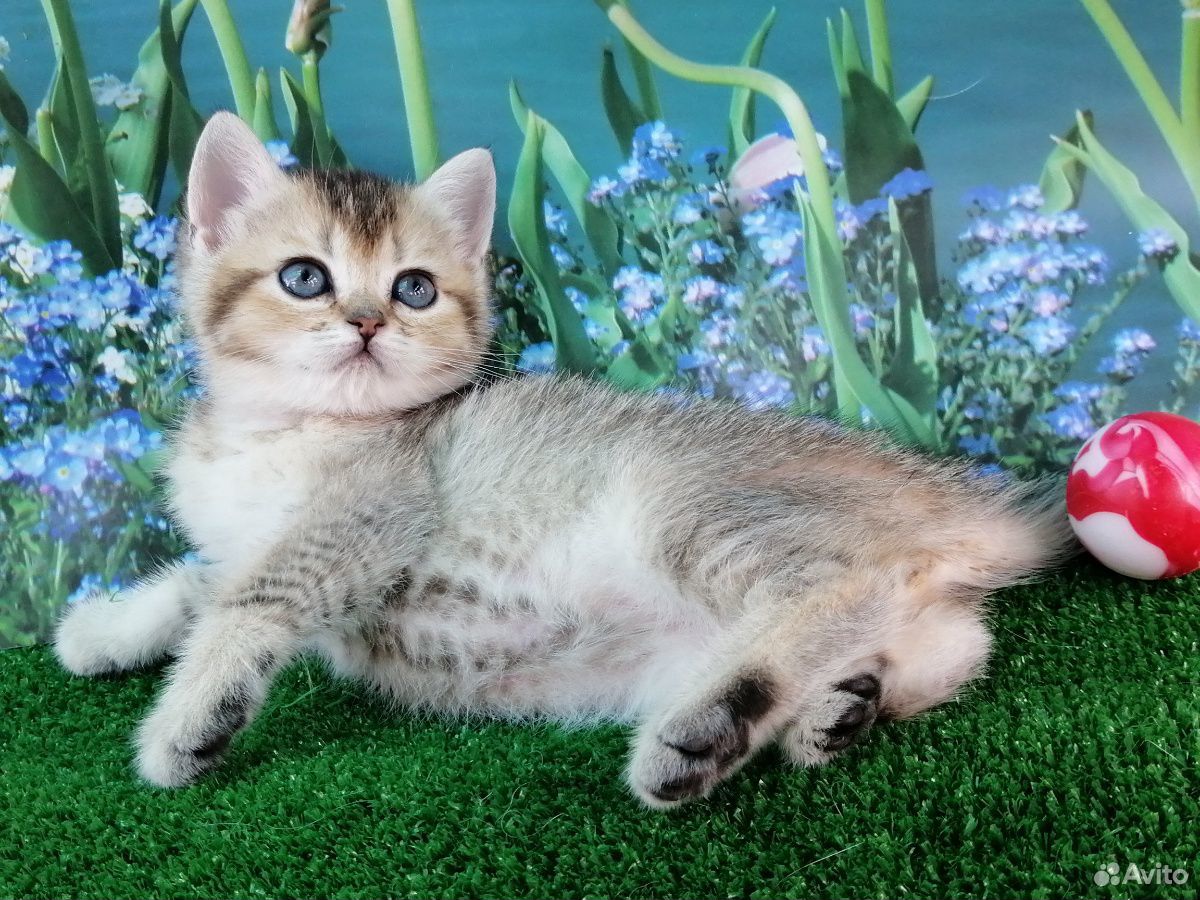 Кошка британская
