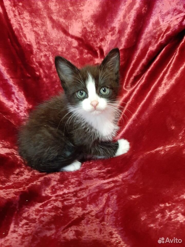 Яркий красивый мальчик 1.5 месяца бесплатно