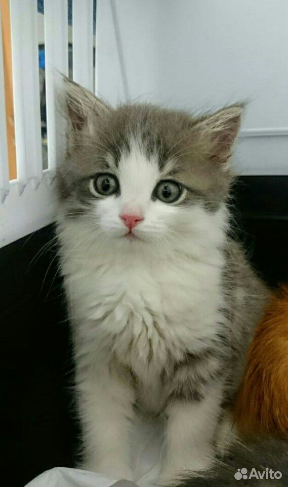 Тихий и скромный котенок-девочка, 3 месяца