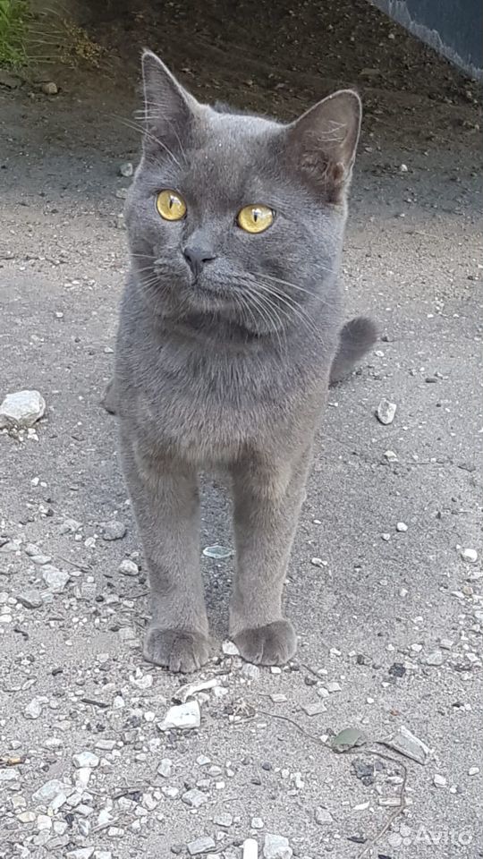Котик Гриша в добрые руки