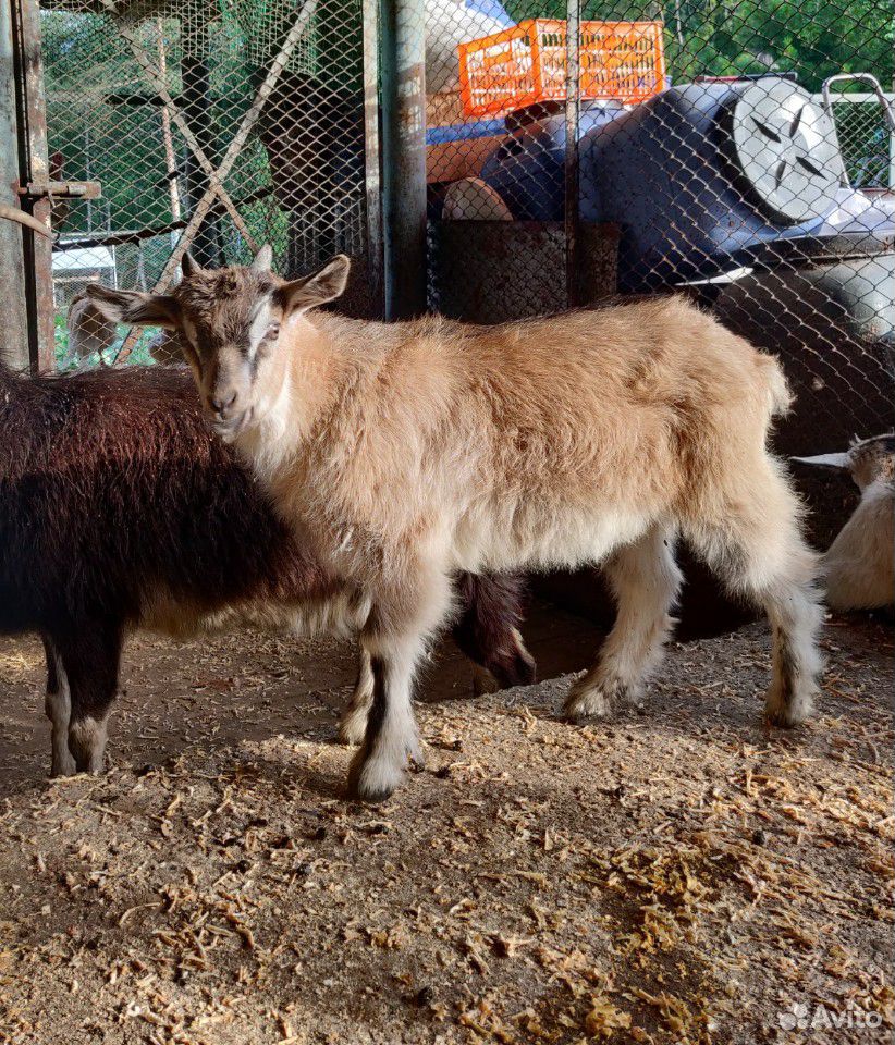 Продам козлят 1,5- 2 мес