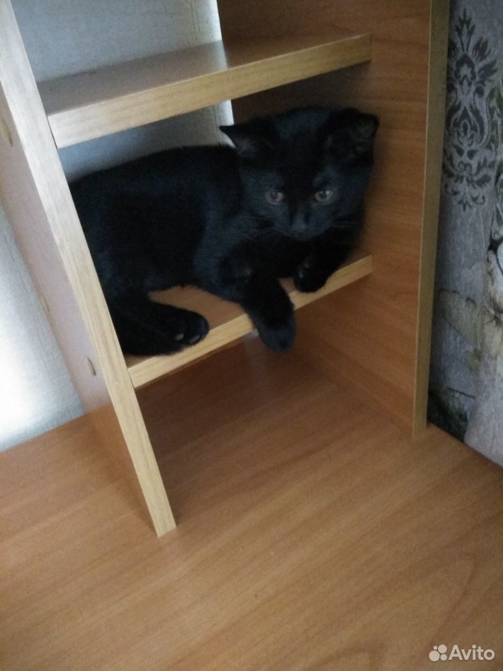 Кошка Багира)