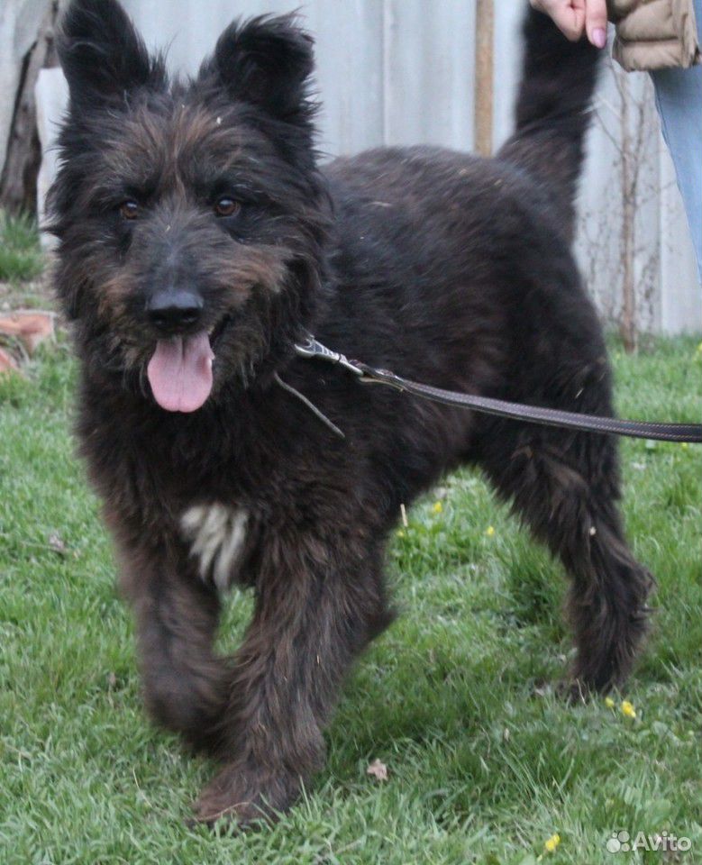 Метис бриара прекрасный мальчик 4года