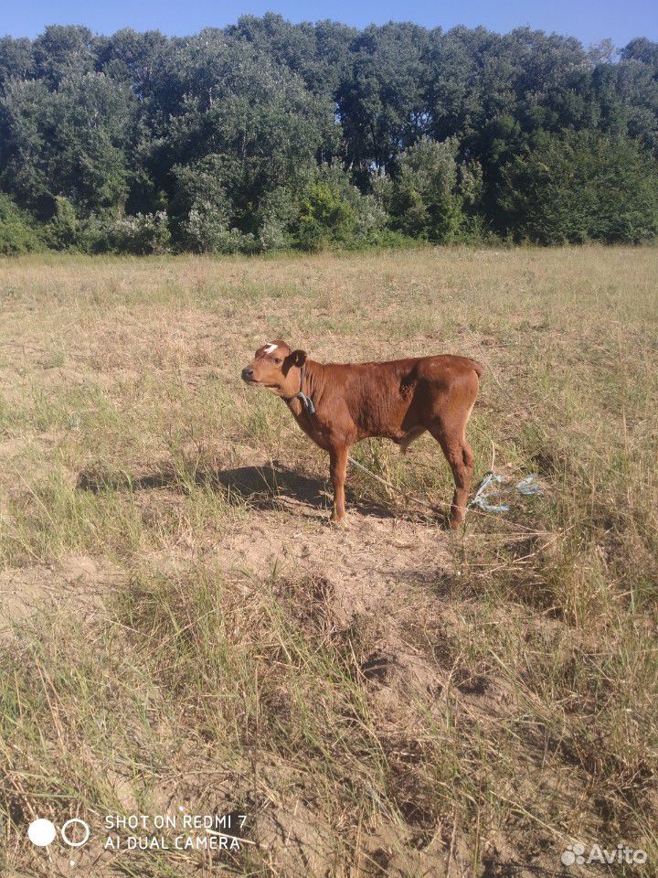 Бычок 1 месяц