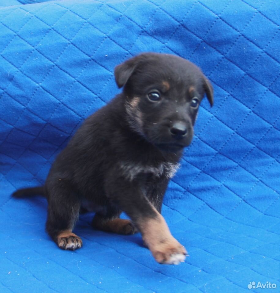 Щенок (девочка. 1 месяц) в дар, в добрые руки