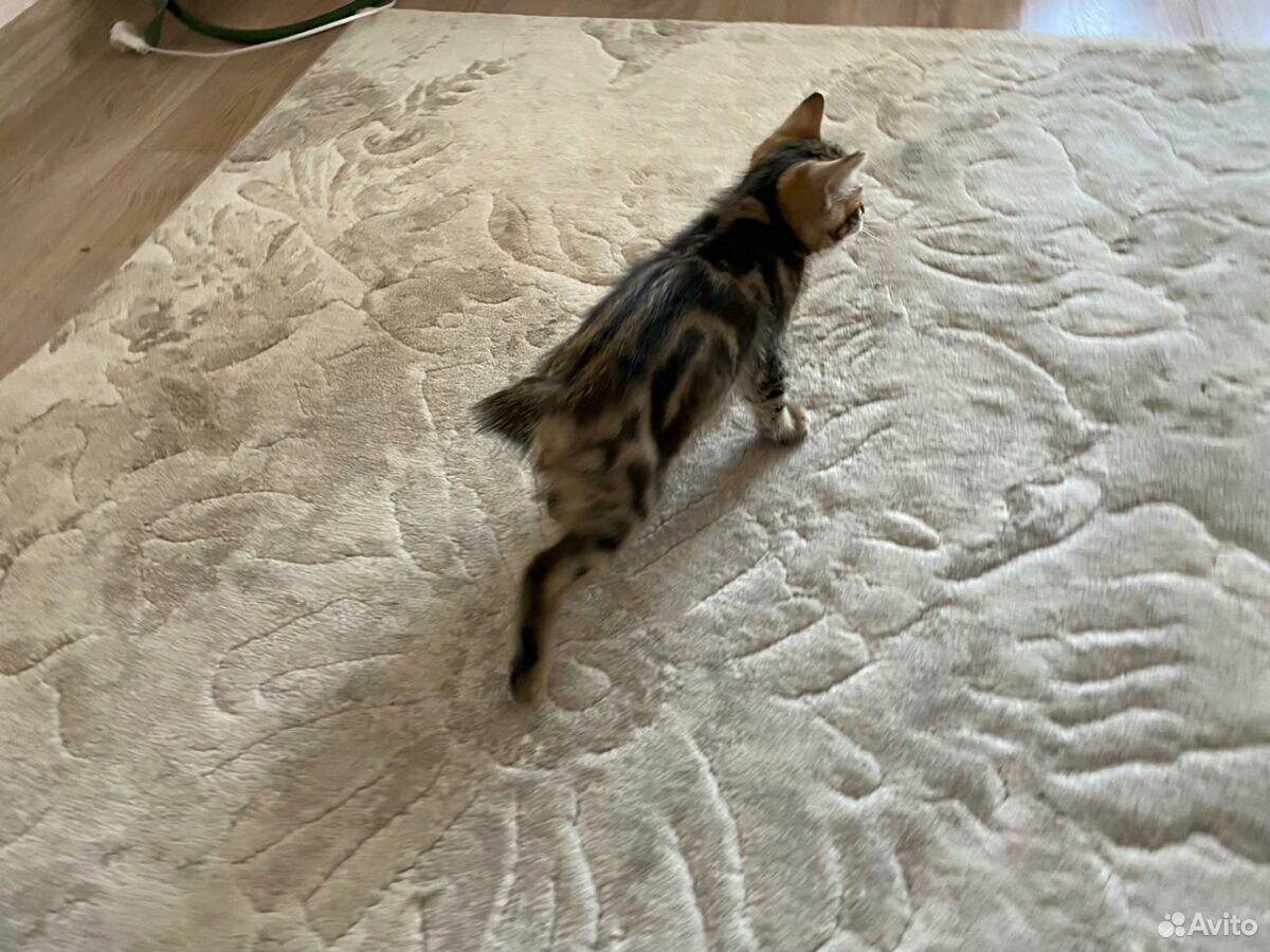 Курильский бобтейл