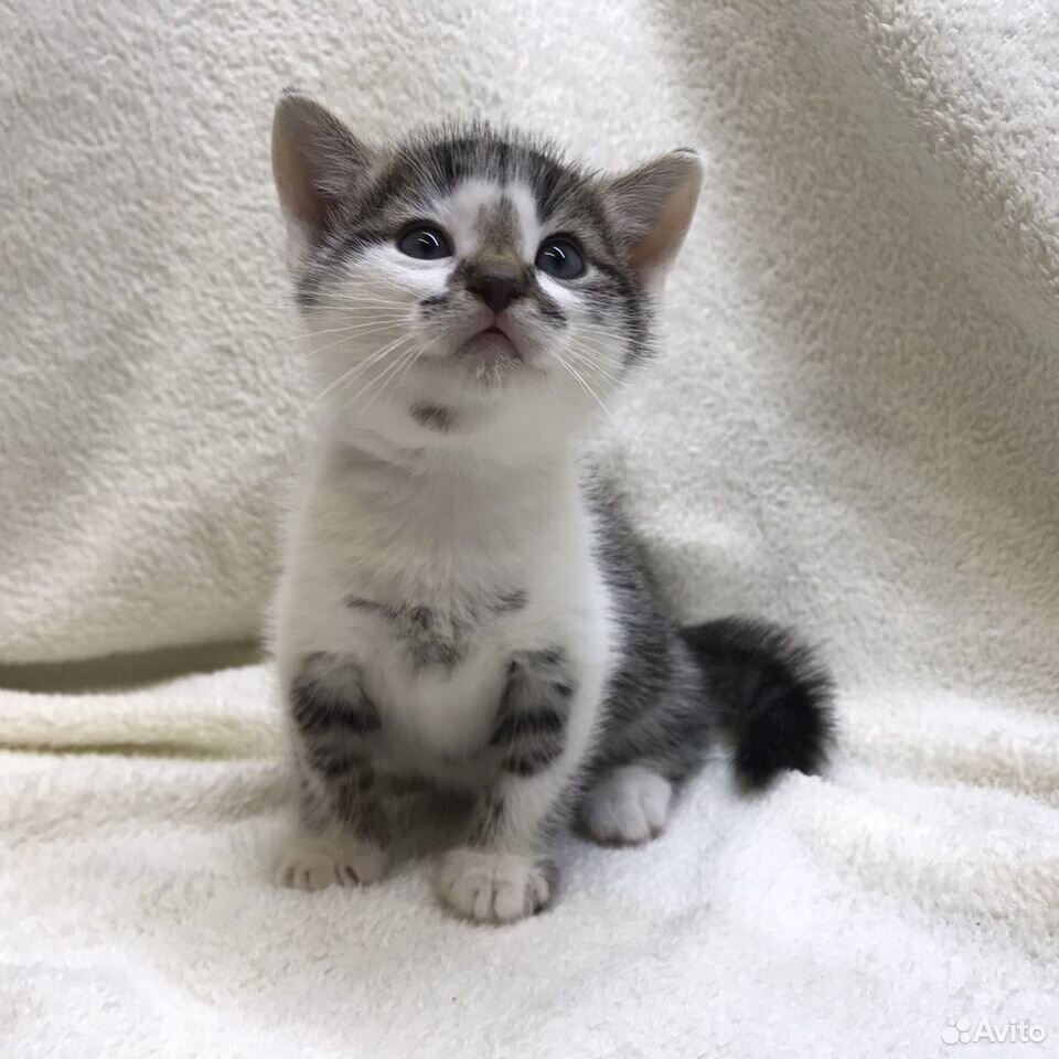 Колобок котёнок мальчик 2 месяца