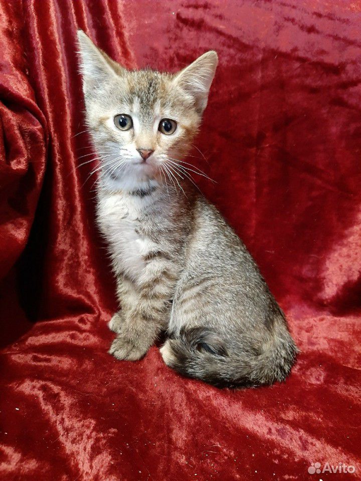 Тигровая статуэточка 2 мес в дар