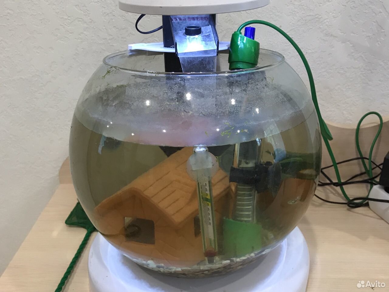 Мальки гуппи