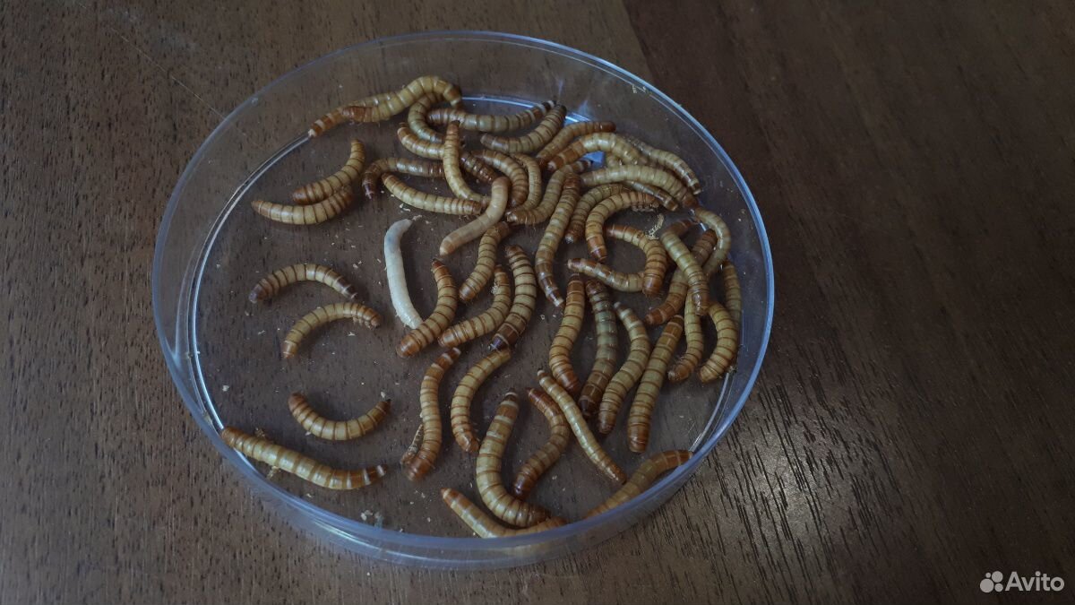 Живые мучные черви
