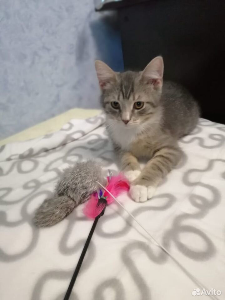 Котёнок в добрые руки