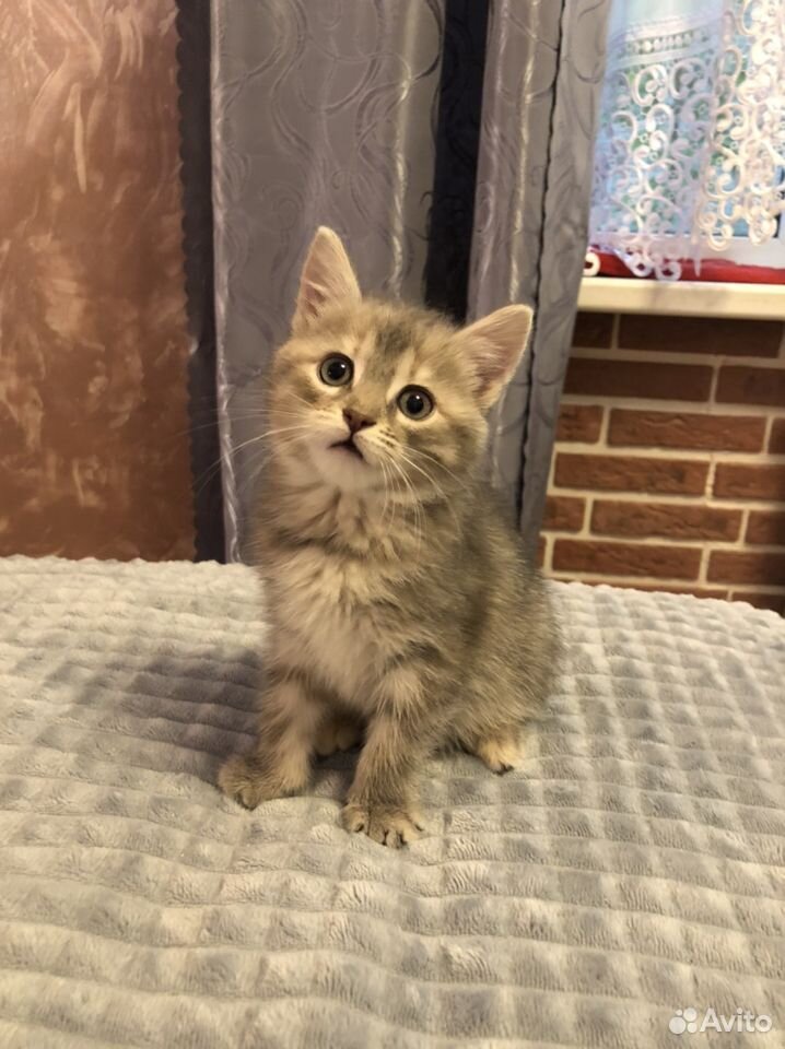 Котёнок девочка 2 мес. Очень красивая, ручная