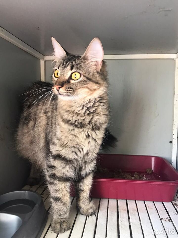 Кошечка Чара настоящее сокровище из приюта