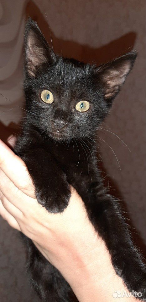 Котёнок Симба