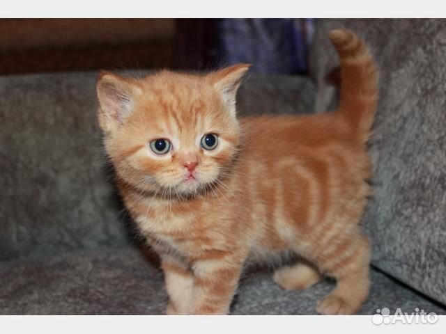 Британский котенок