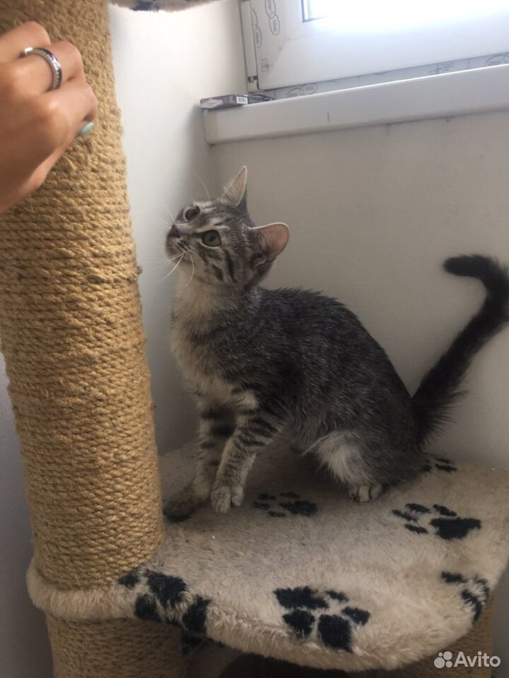 Передам в добрые руки кошечку