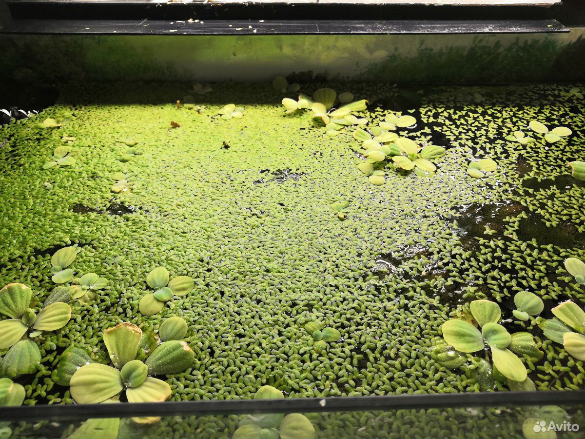 Растения в аквариум