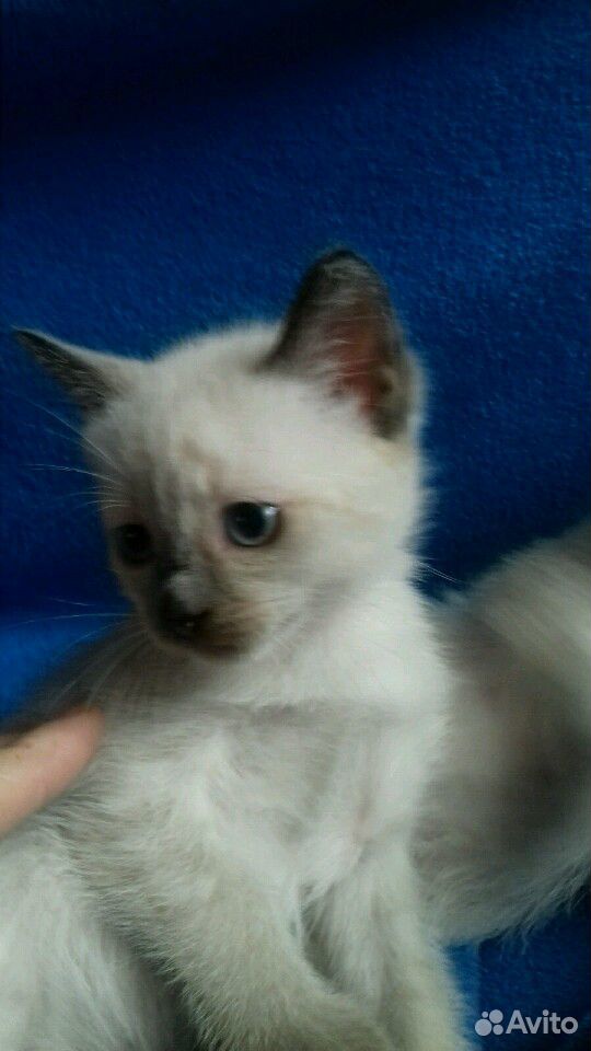 Тайские котятки
