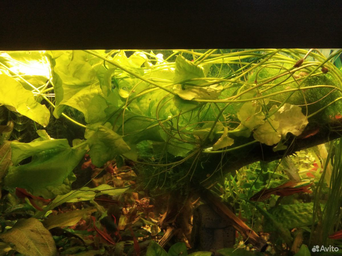 Нимфоидес и гигрофила многосеменная