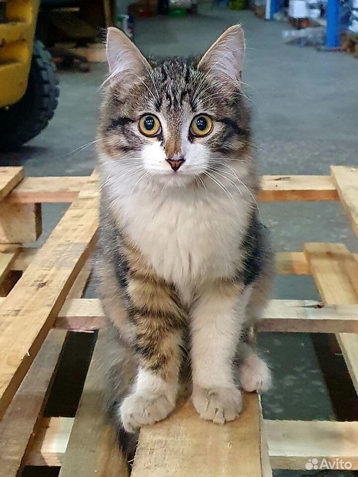 Котик Вася