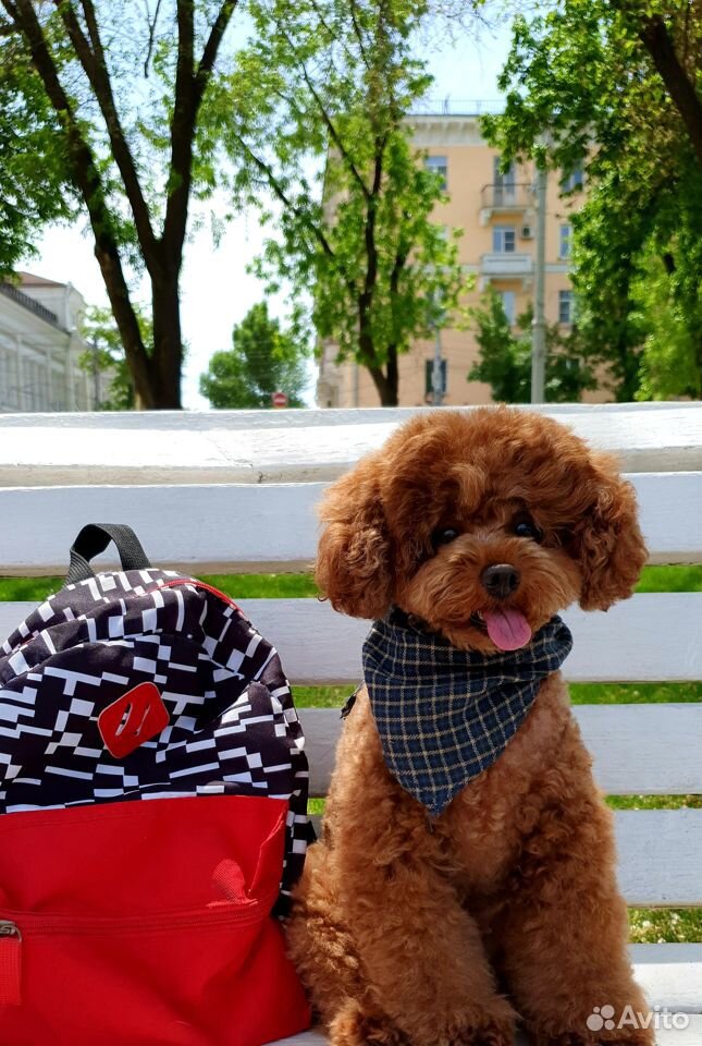 Ищем жениха для той пуделя