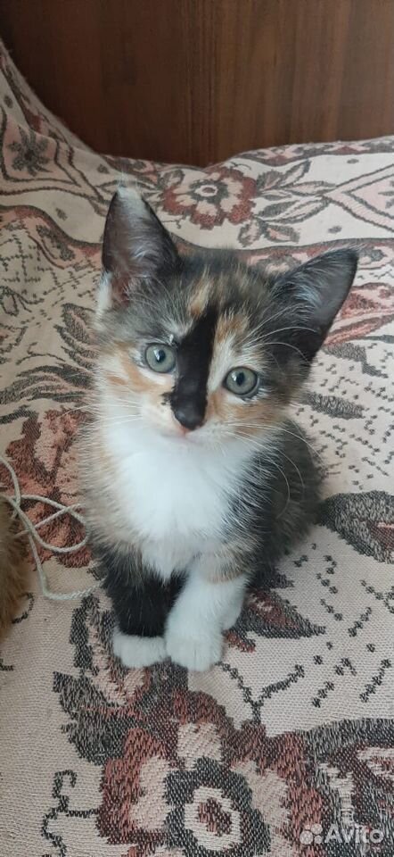 Котёнок