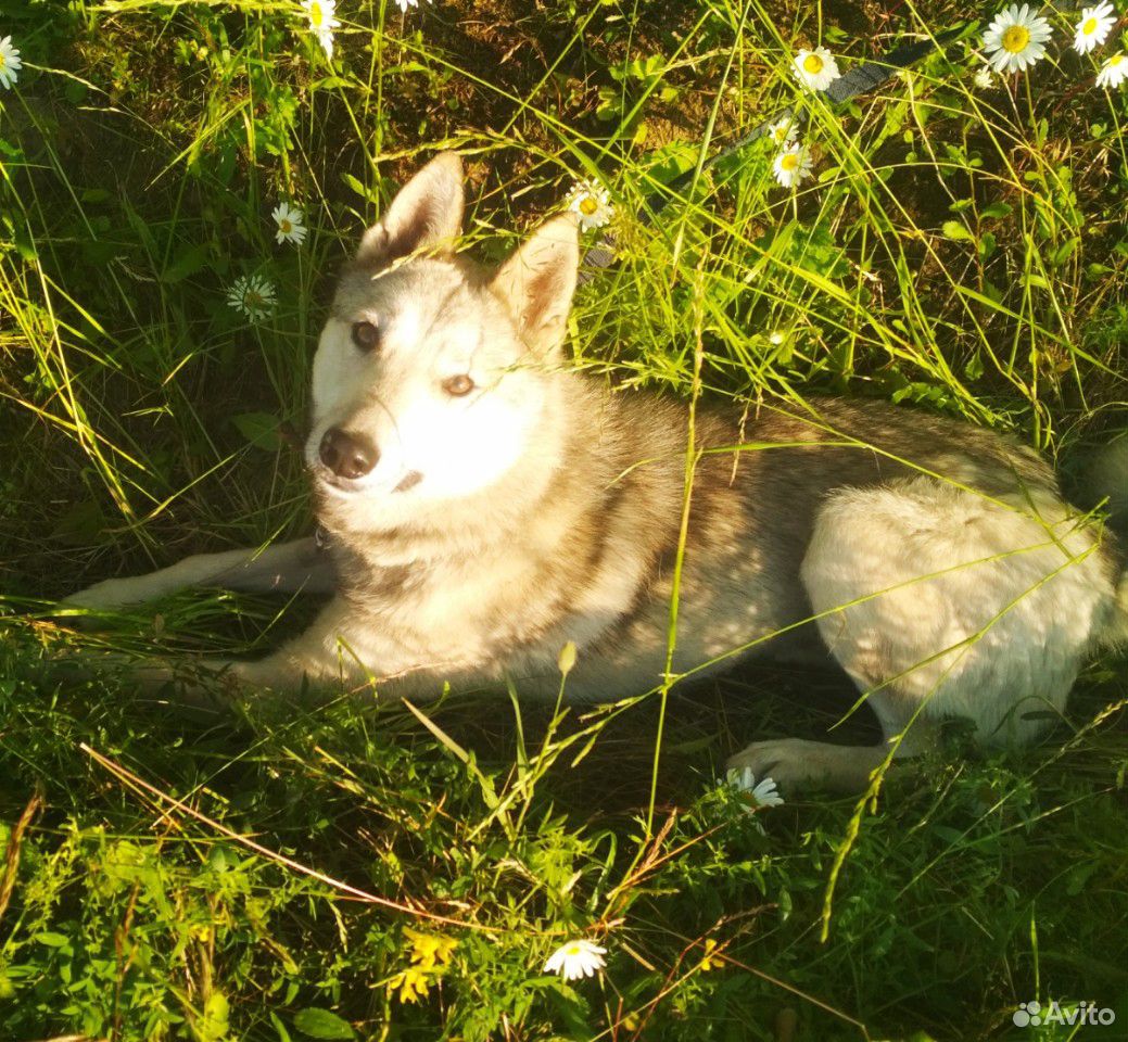 Дик кобель Лайки около года
