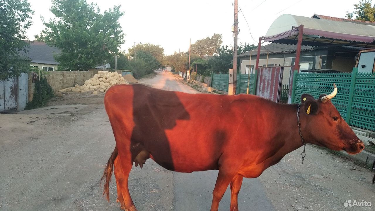 Дойная Корова