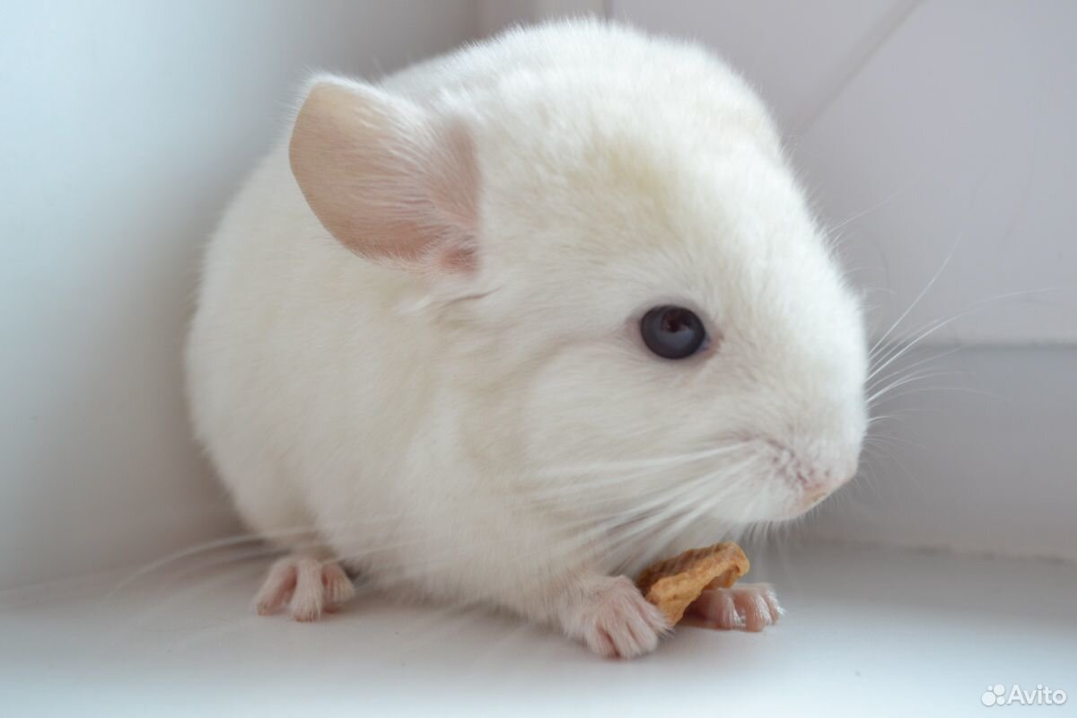 Шиншилла