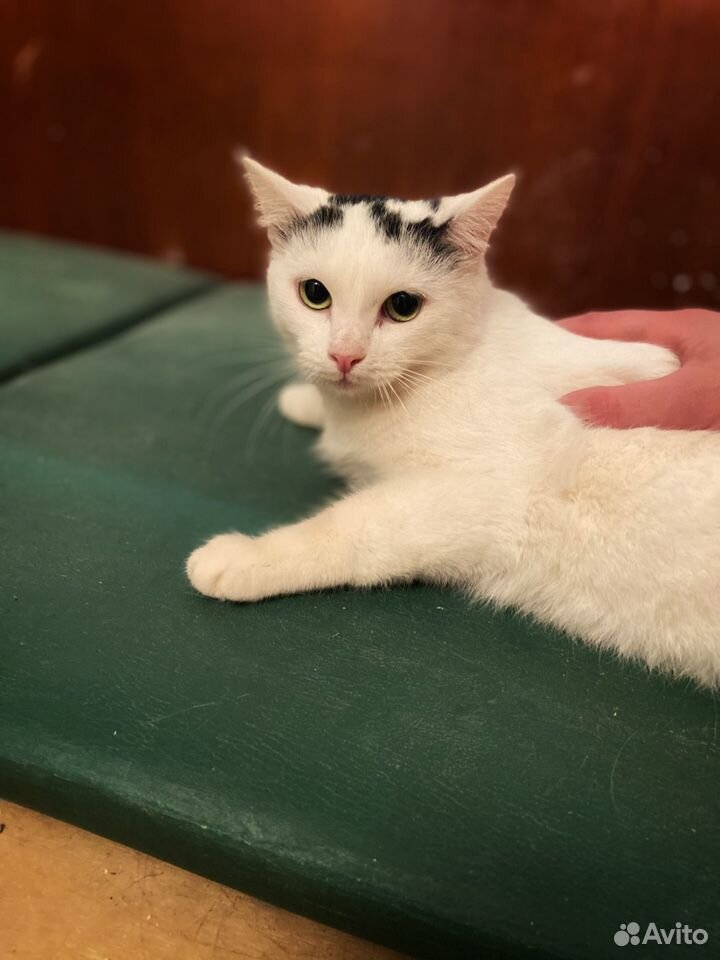 Пристраивается кошечка