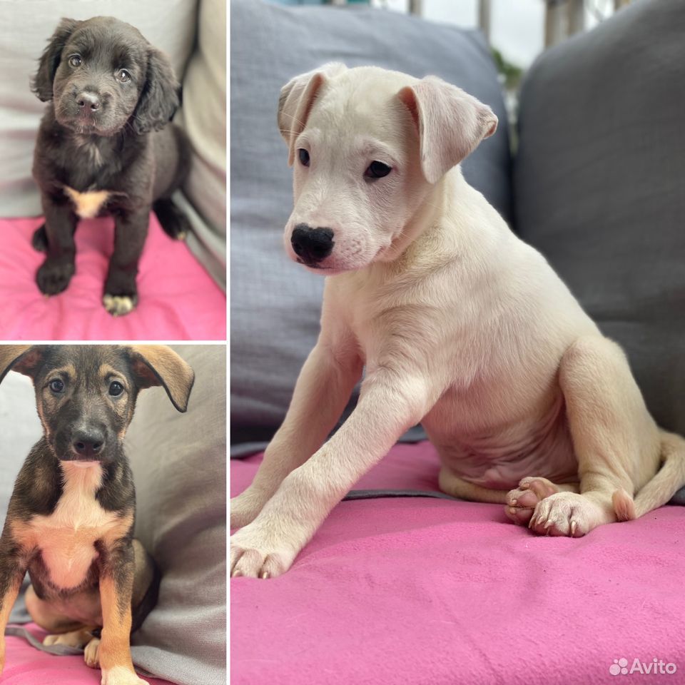 Роскошные щенки