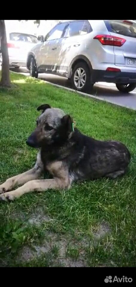 Стерилизованная и ласковая охранница