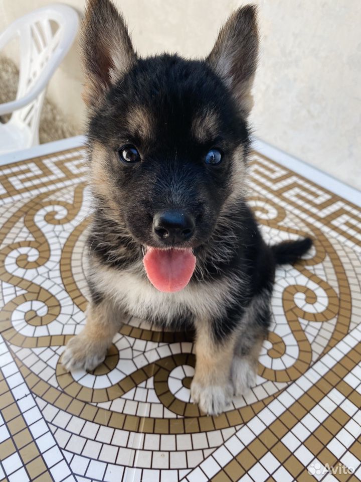 Щенки хаски и немецкой овчарки