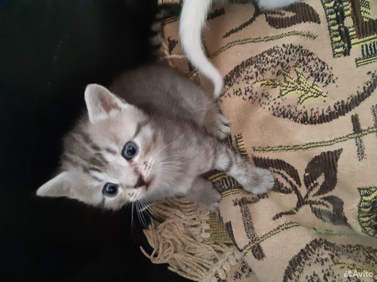 Кошка с котятами шотландской породы