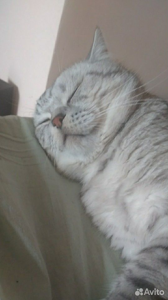 Вязка котик