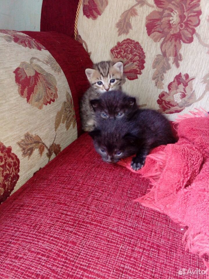 Котята