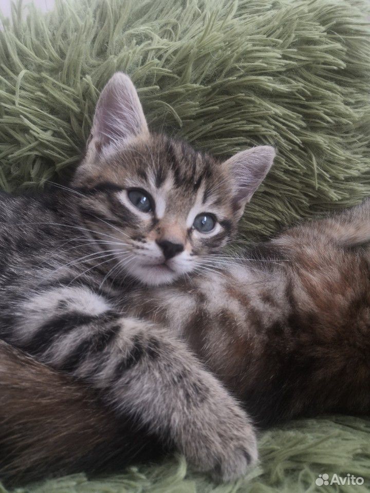 Отдам котят 1,5 месяца