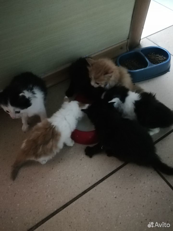 Котята